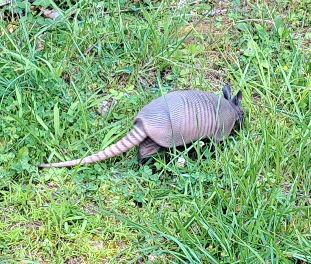 Nine-banded Armadillo from Chatsworth, GA 30705, USA on June 5, 2023 at ...
