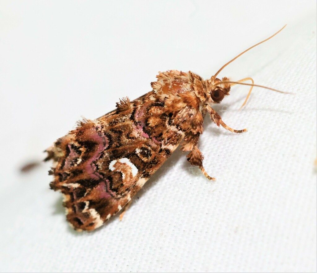 Pink-shaded Fern Moth from TNC office, Newton County, IN, USA on June 4 ...