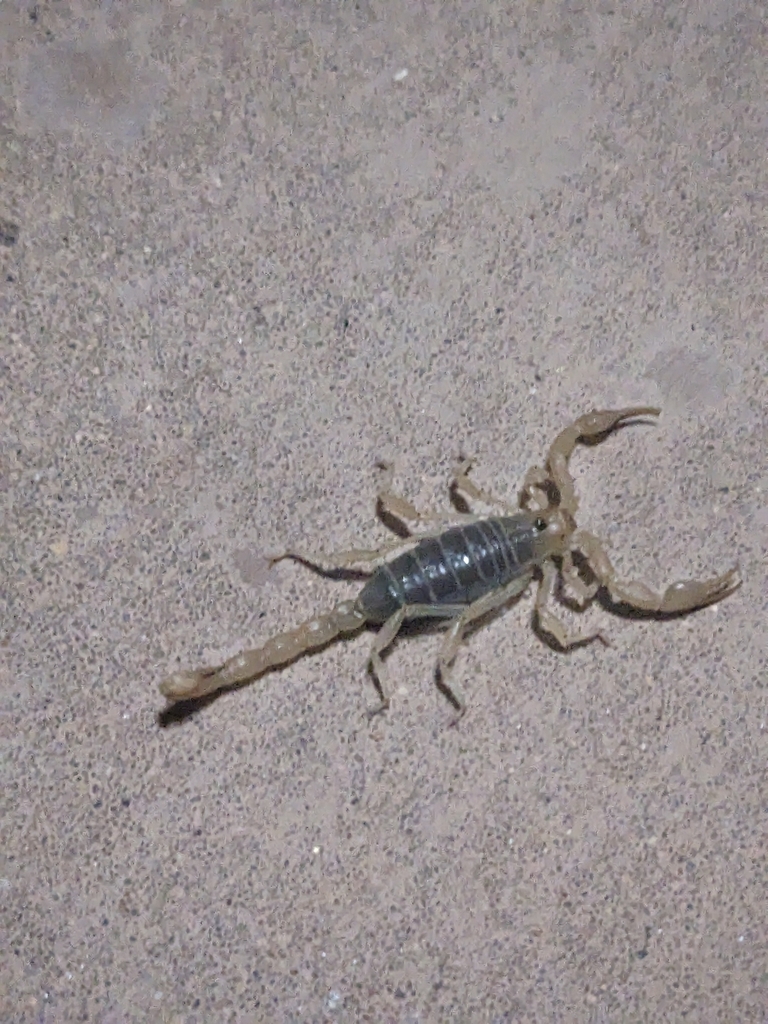 Paruroctonus from Hurricane, UT 84737, USA on May 28, 2023 at 11:08 PM ...