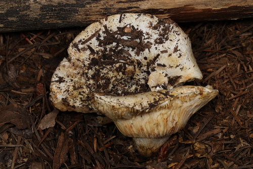 Russula cascadensis · iNaturalist