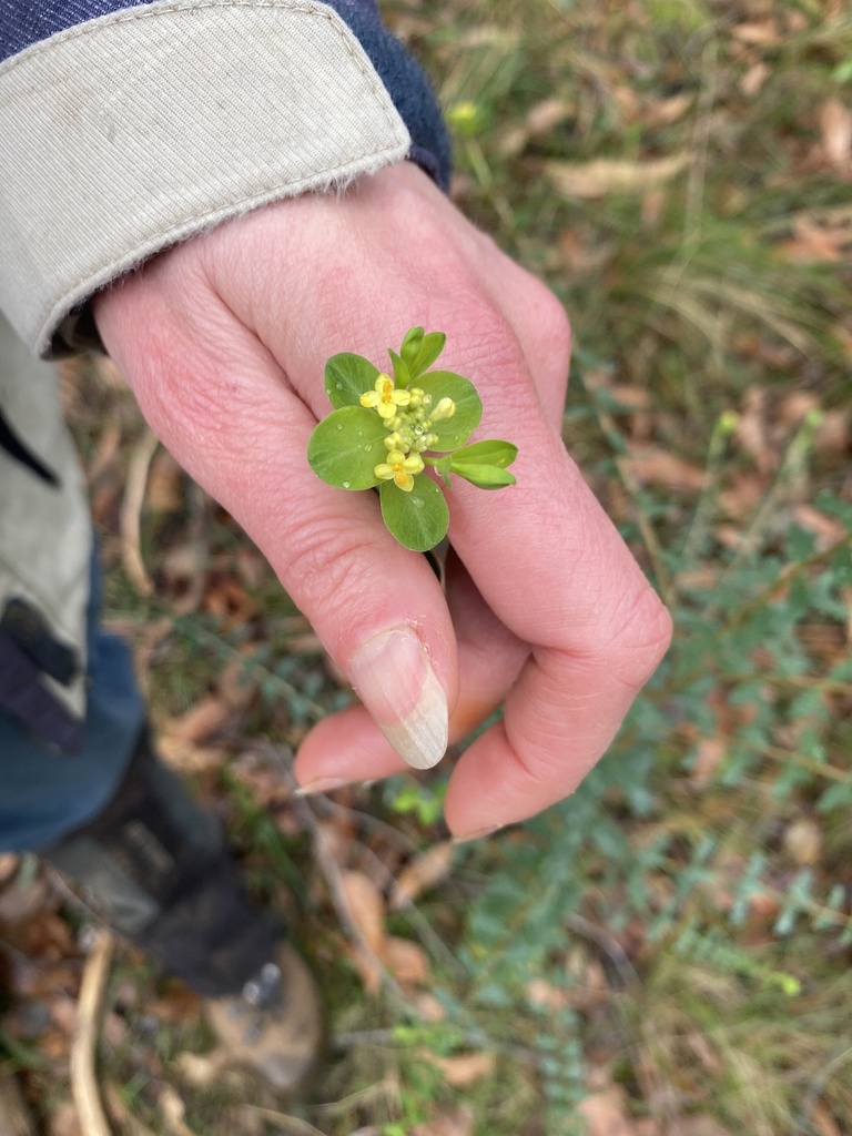 Yellow Rice-flower from Verina Way, Lilydale, VIC, AU on June 6, 2023 ...