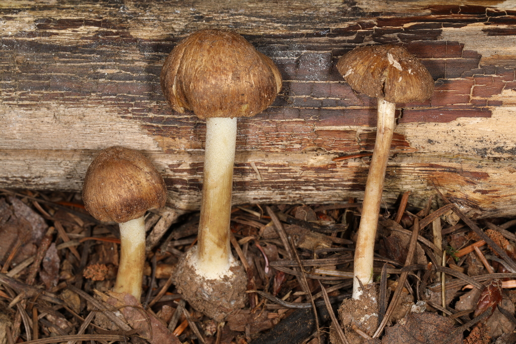 Inocybe ceskae from Salem, Marion Co., Oregon, USA on October 13, 2018 ...