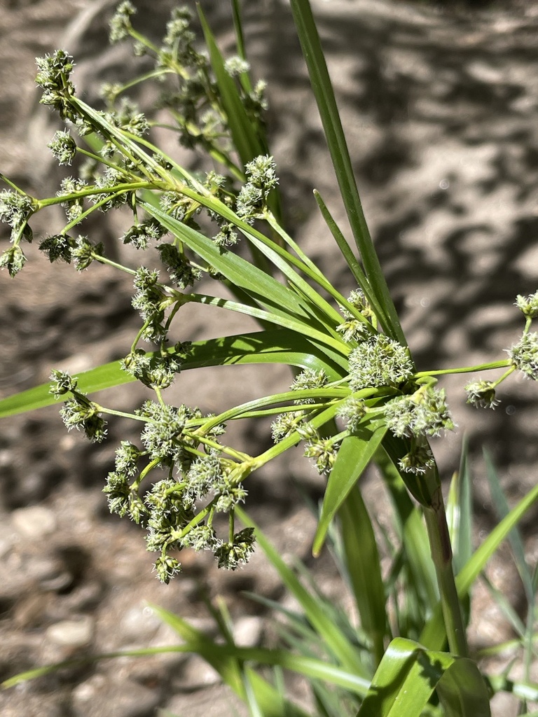 Panicled Bulrush from Pima County, AZ, USA on June 5, 2023 at 10:38 AM ...