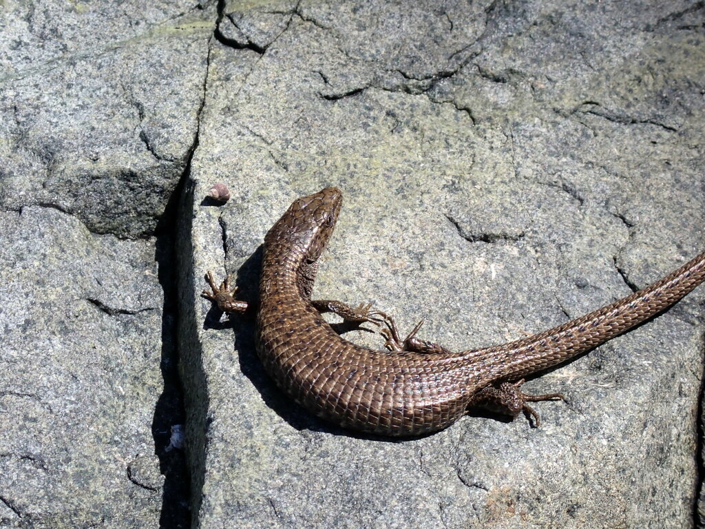 Northern Alligator Lizard from Belcarra, BC, Canada on June 5, 2023 at ...