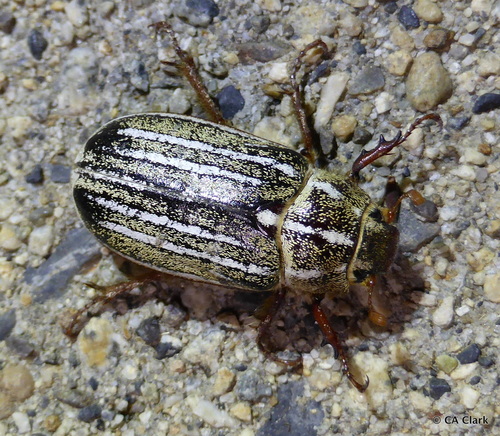 (Polyphylla nigra)