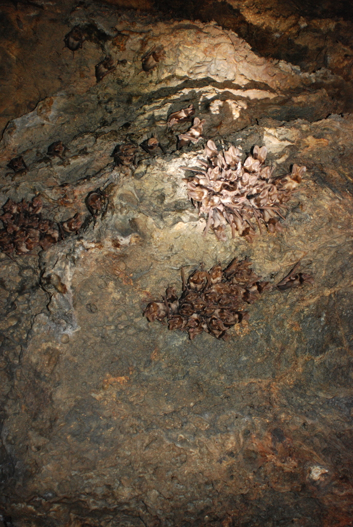 (Otomops) - Know Your Mammals