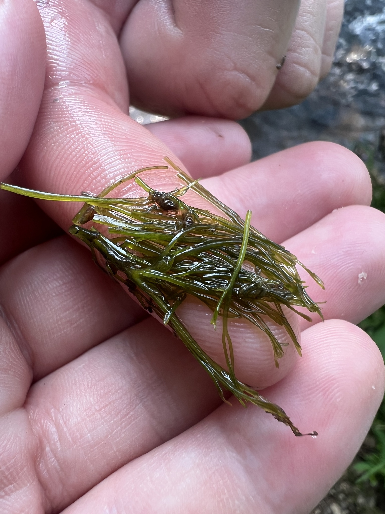 Podostemum ceratophyllum Michx.