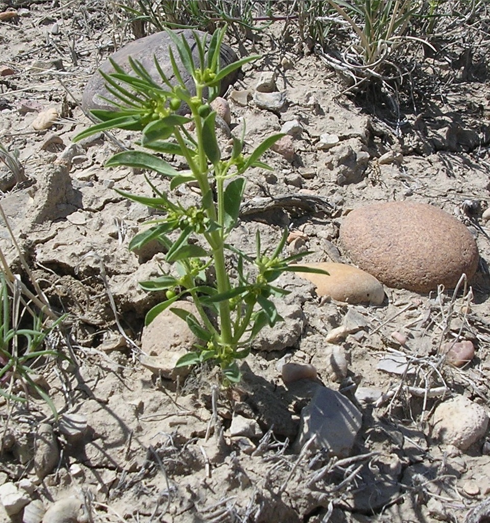 Paria spurge from Kane County, UT, USA on May 21, 2004 at 11:35 PM by ...