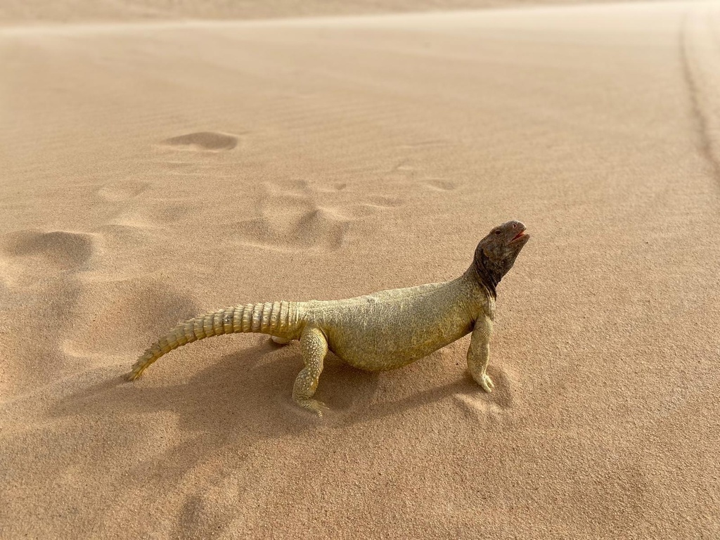 Egyptian Mastigure in June 2023 by jakeruben18 · iNaturalist