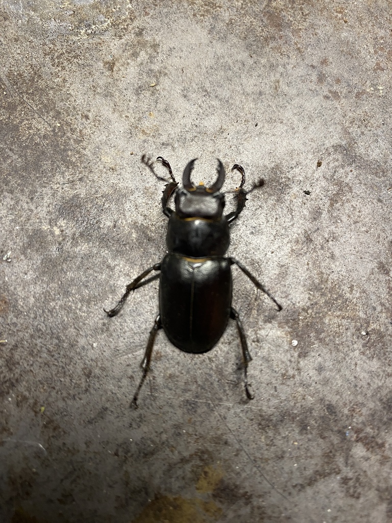 Smooth Stag Beetle from Leamington, ON, CA on June 5, 2023 at 09:39 PM ...