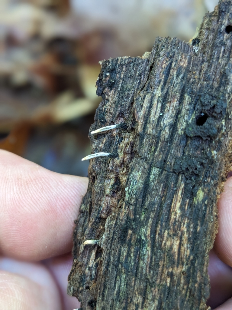 Xylaria from Cold Spring Township, MO, USA on June 3, 2023 at 11:24 AM ...