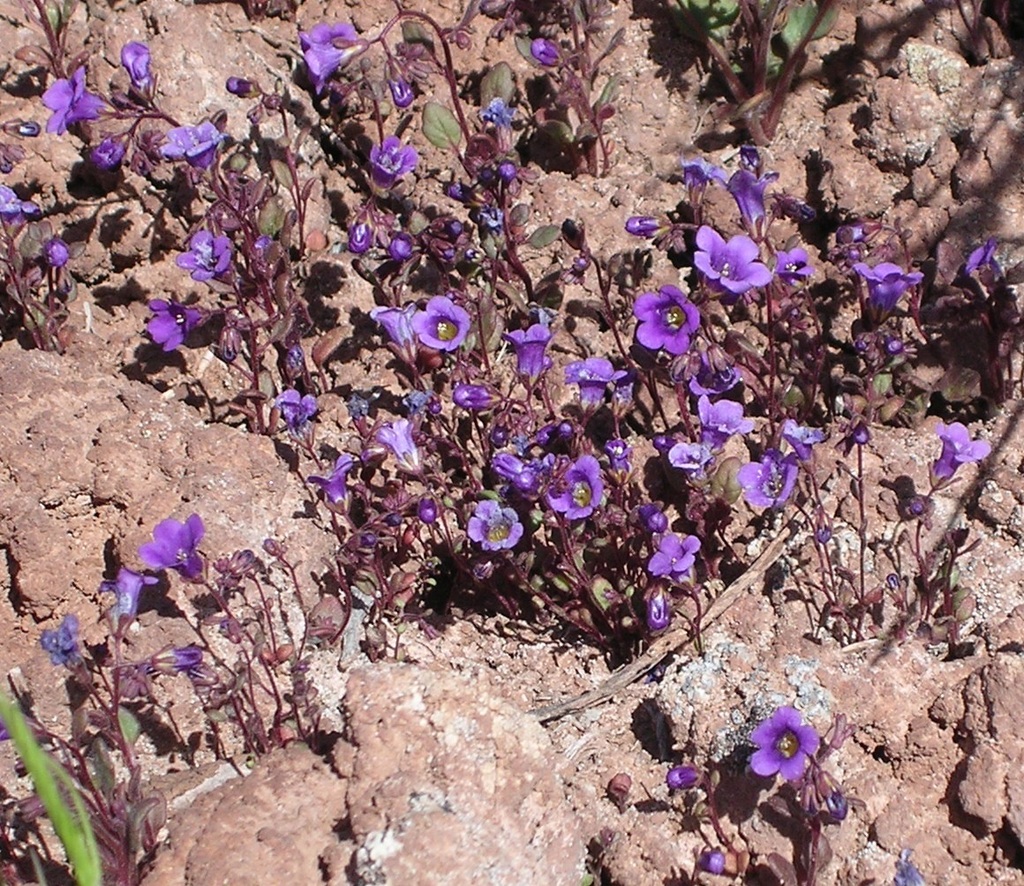 Atwood's Phacelia from Coconino County, AZ, USA on May 4, 2005 at 10:35 ...