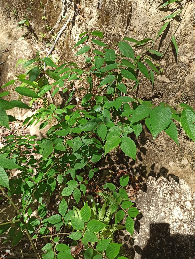 Mexican Elm from Puntarenas Province, Costa Rica on February 19, 2023 ...