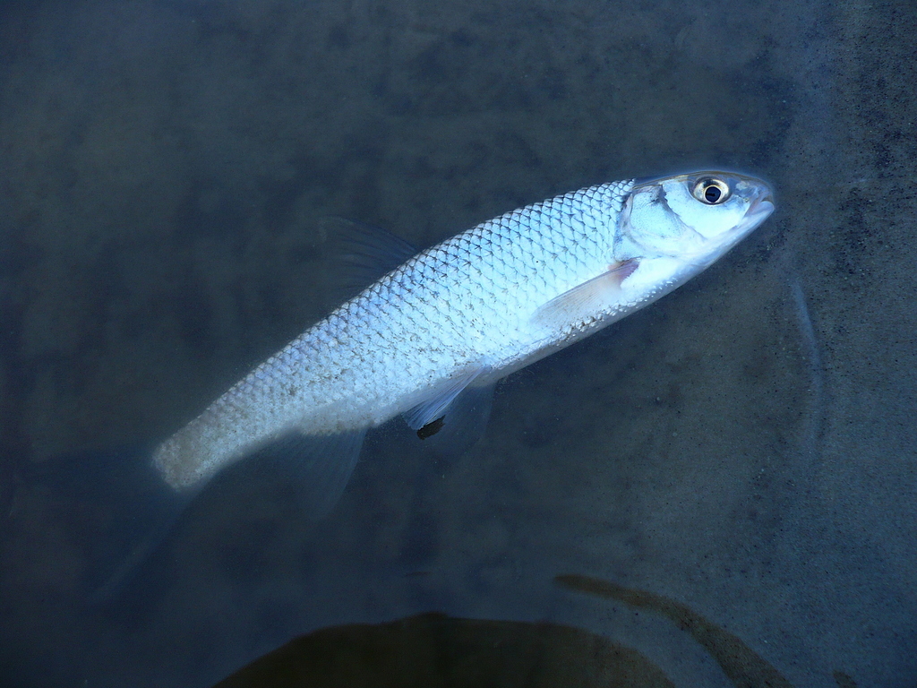 Dace (Freshwater fish of Norway) · iNaturalist
