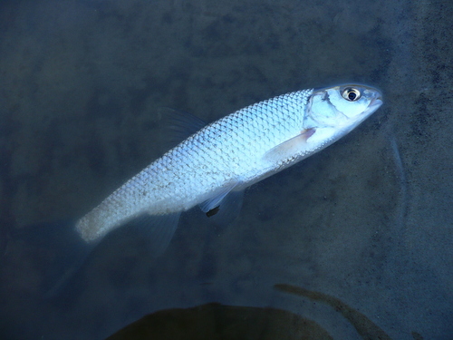 Dace (Freshwater fish of Norway) · iNaturalist