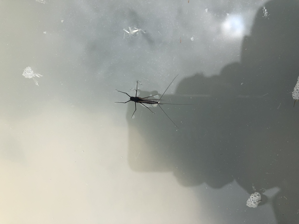 Mayflies from Aoraki/Mount Cook National Park, , Canterbury, NZ on ...