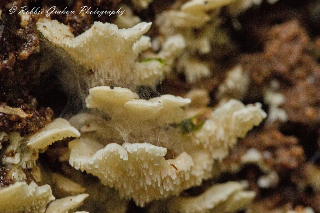 Cerrena from Iwitahi, New Zealand on June 06, 2023 at 03:45 PM by ...