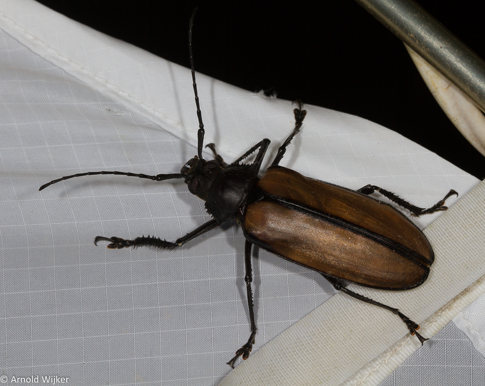 Rhaphipodus suturalis Audinet-Serville, 1832