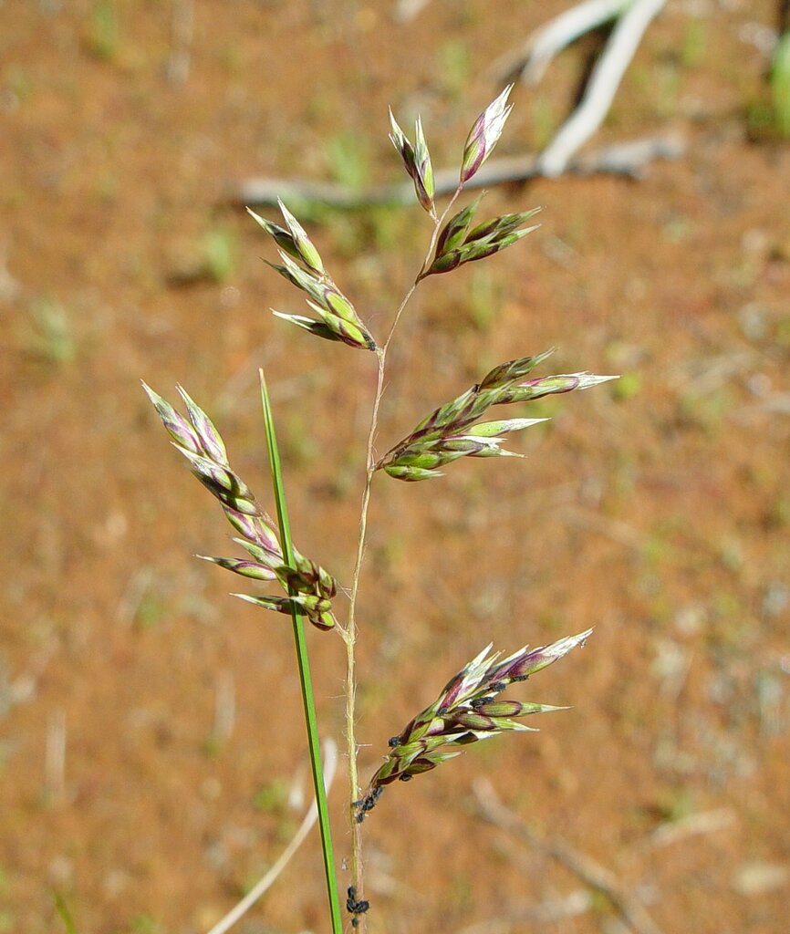 Weeping love-grass from Reedy WA 6640, Australia on August 12, 2003 by ...