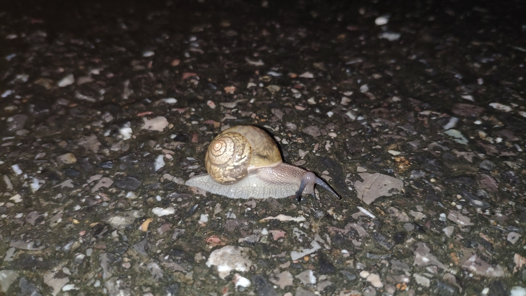 Acusta ravida in May 2023 by 15721196805 · iNaturalist