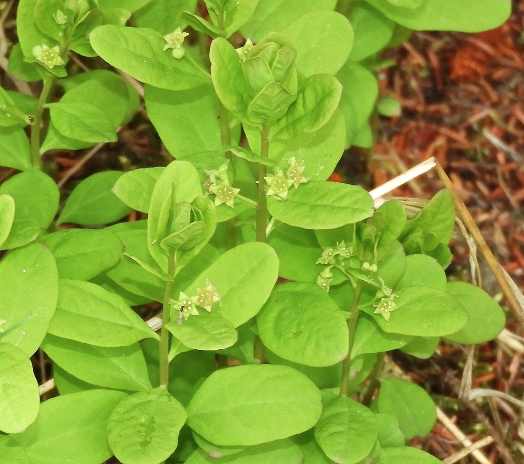 Northern Comandra from Olnes Pond on June 3, 2023 at 01:45 PM by Akr ...