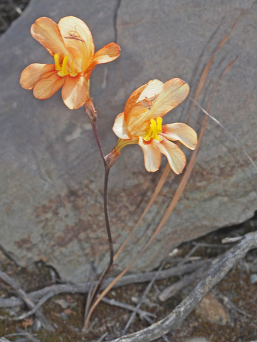 Tritonia parvula · iNaturalist Mexico