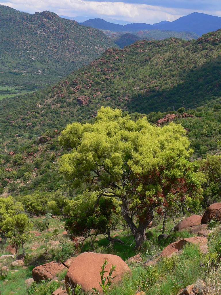 Sekhukhuni Bushman's Tea in December 2007 by Duncan McKenzie · iNaturalist