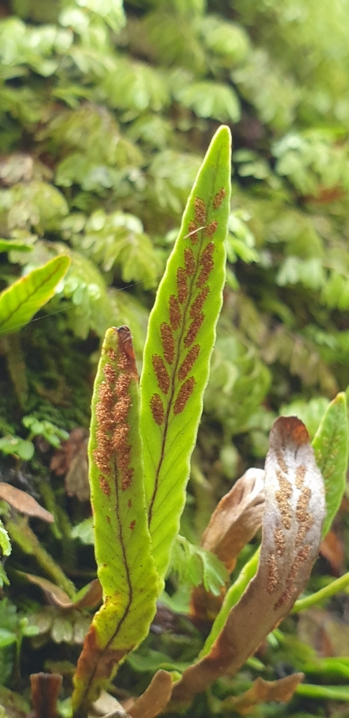 Common strap fern from Sherbrooke VIC 3789, Australia on June 6, 2023 ...