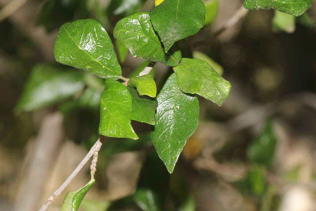 whalebone tree from Sundown NP, QLD 4380, Australia on March 25, 2016 ...