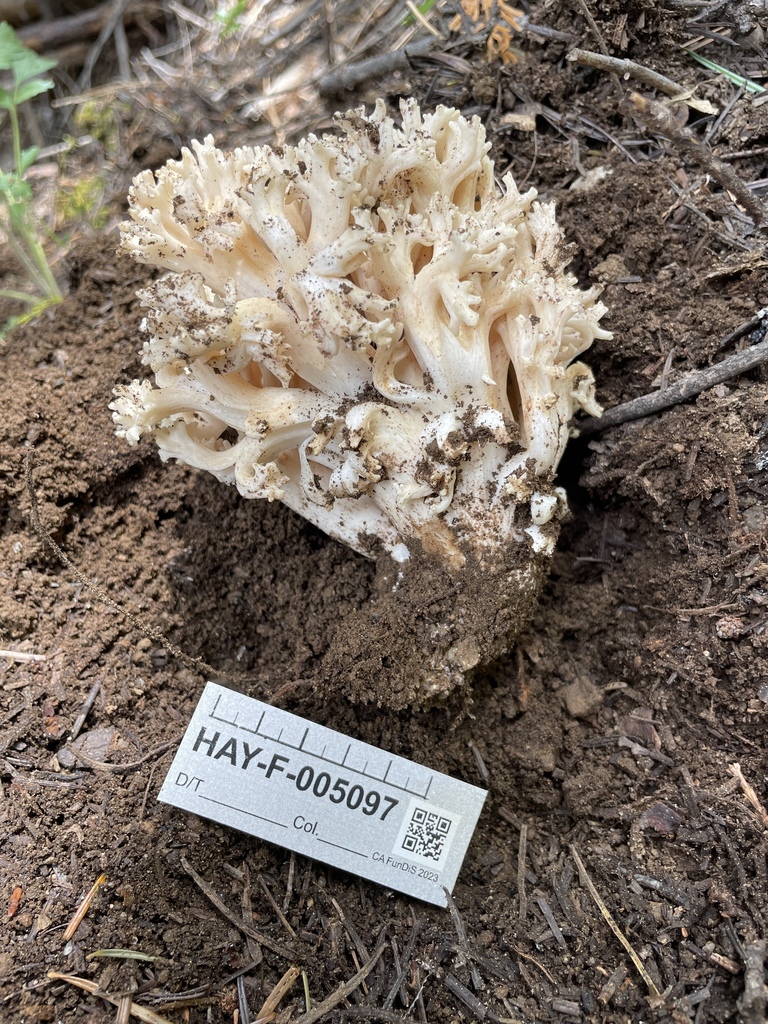 Ramaria rasilispora scatesiana from Siskiyou County, CA, USA on May 29 ...