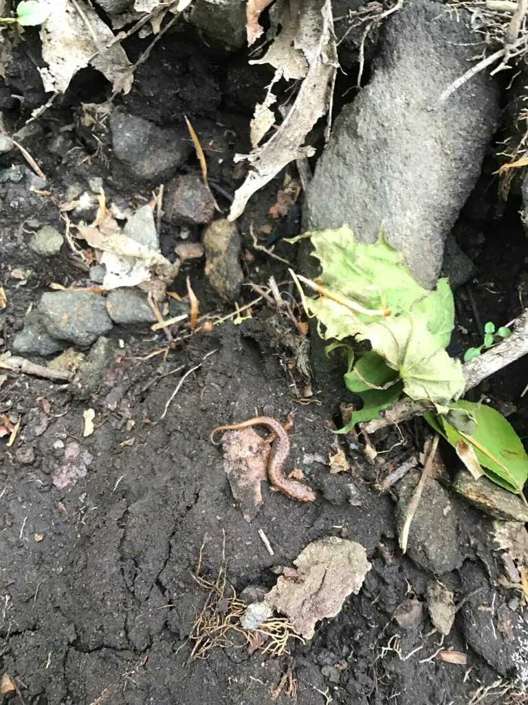 Northern Pygmy Salamander in May 2023 by wake_nc. ecoEXPLORE Username ...