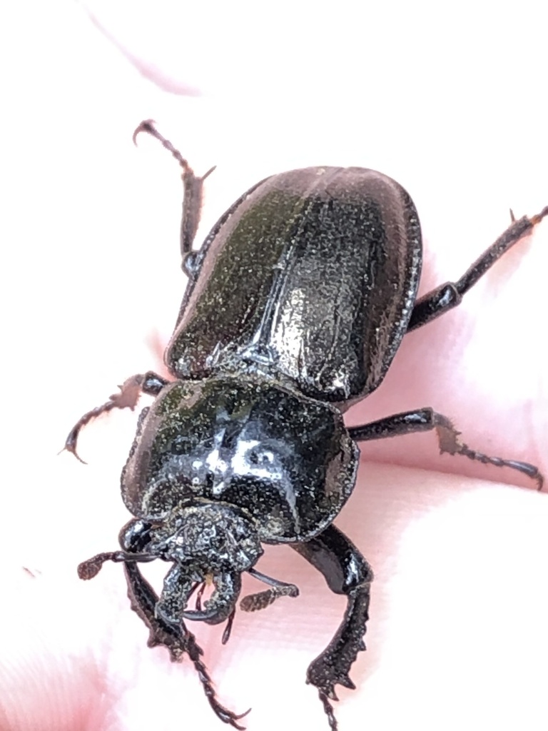 Safrina parallela from Yarra State Forest, Warburton, VIC, AU on March ...