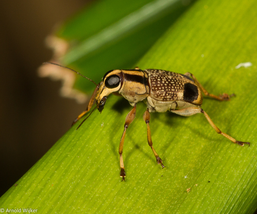 Acorynus bimaculatus · iNaturalist