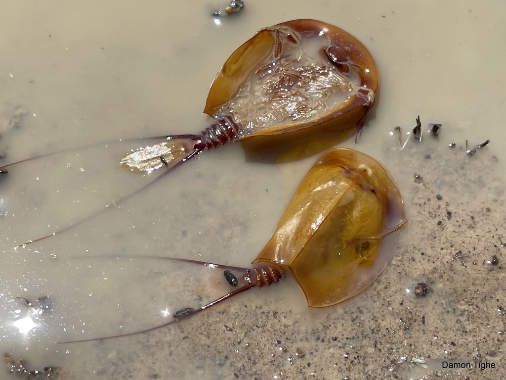 Vernal Pool Tadpole Shrimp in June 2023 by Damon Tighe · iNaturalist