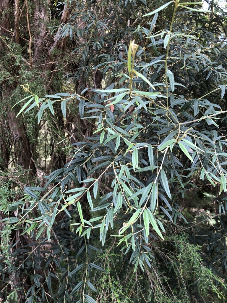 Banyalla (Pittosporum bicolor) - Botanical Realm