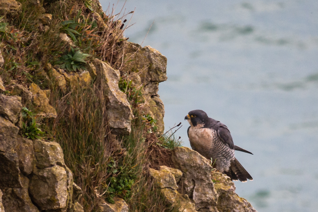 Peregrine Falcon from Dorset, UK on November 24, 2019 at 11:42 AM by ...