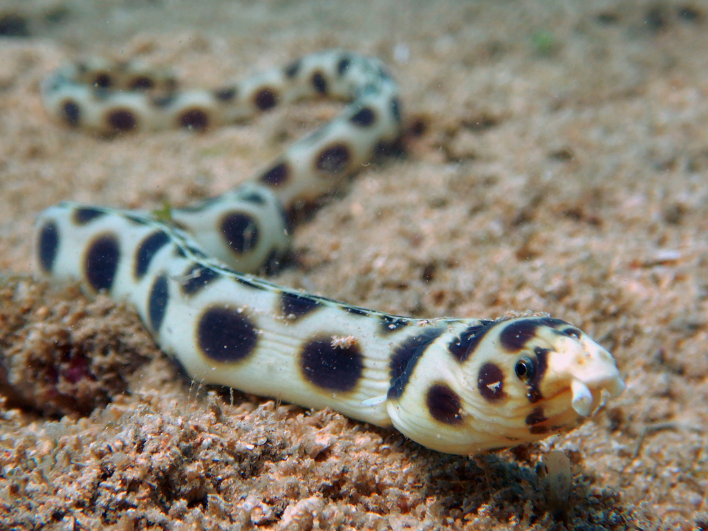 Tiger snake eel from Lungalunga, KE-KW, KE on November 13, 2018 at 12: ...