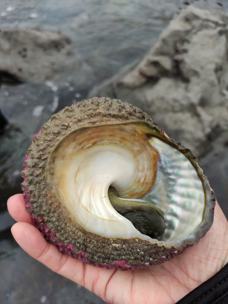 Cook's Turban from Kaikoura, NZ-CA, NZ on June 4, 2023 at 10:19 AM by ...