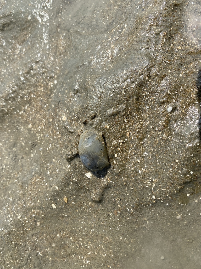 Bullacta caurina from 영흥면, 인천광역시, 인천광역시, KR on June 6, 2023 at 02:35 PM ...