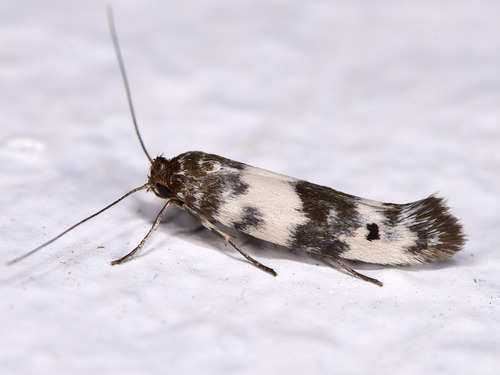 Spotted-seal enolmis moth (Enolmis acanthella) · iNaturalist