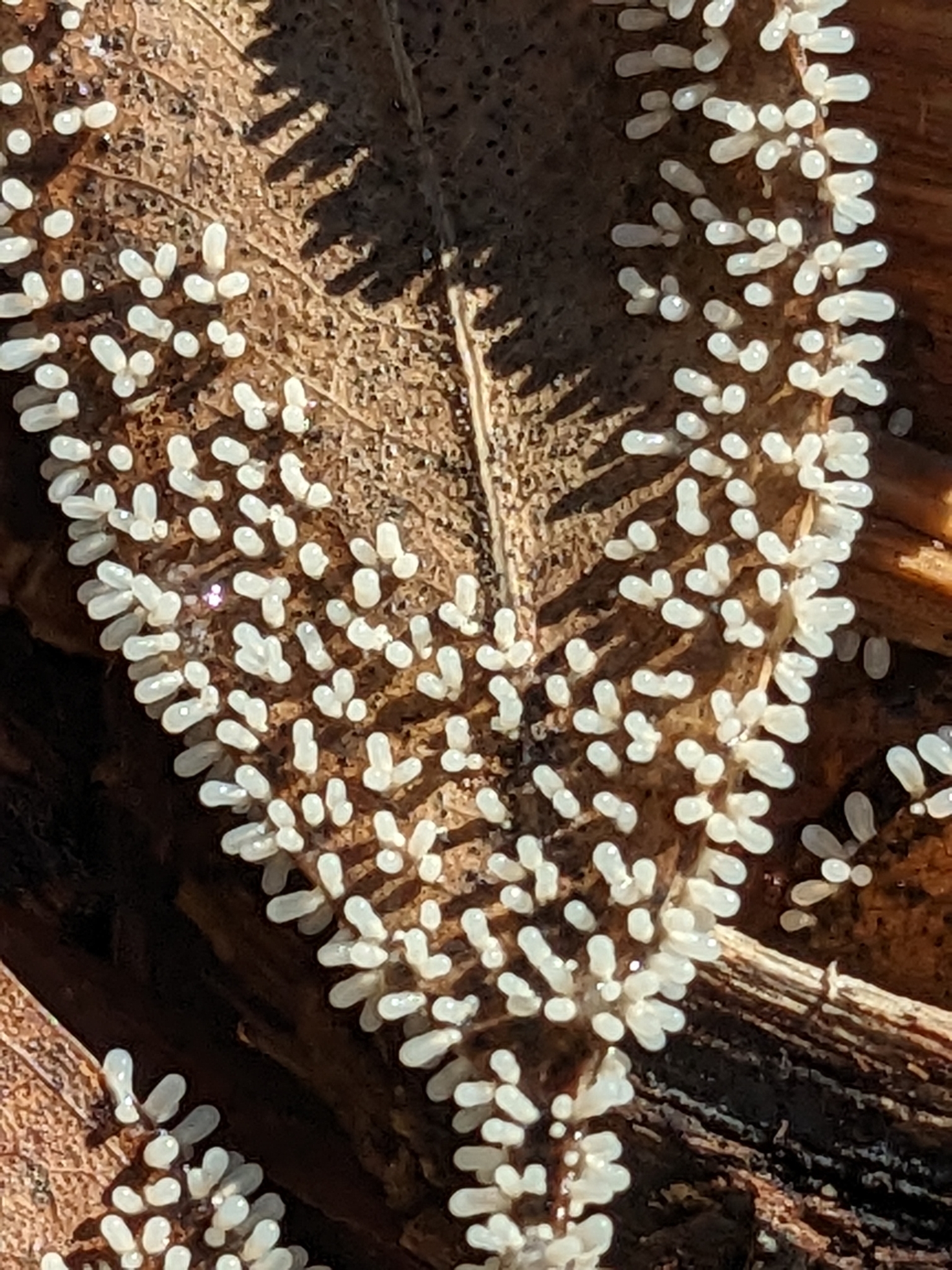 Diachea leucopodia (Bull.) Rostaf., 1874