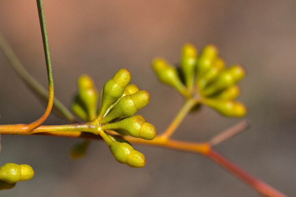 Red morrell from Ouyen VIC 3490, Australia on February 21, 2022 at 08: ...