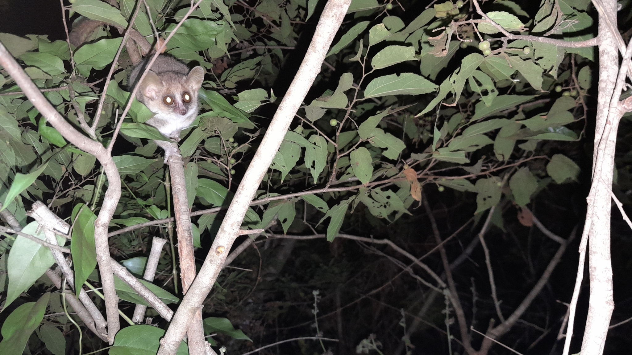 Microcebus murinus (J.F.Miller, 1777)