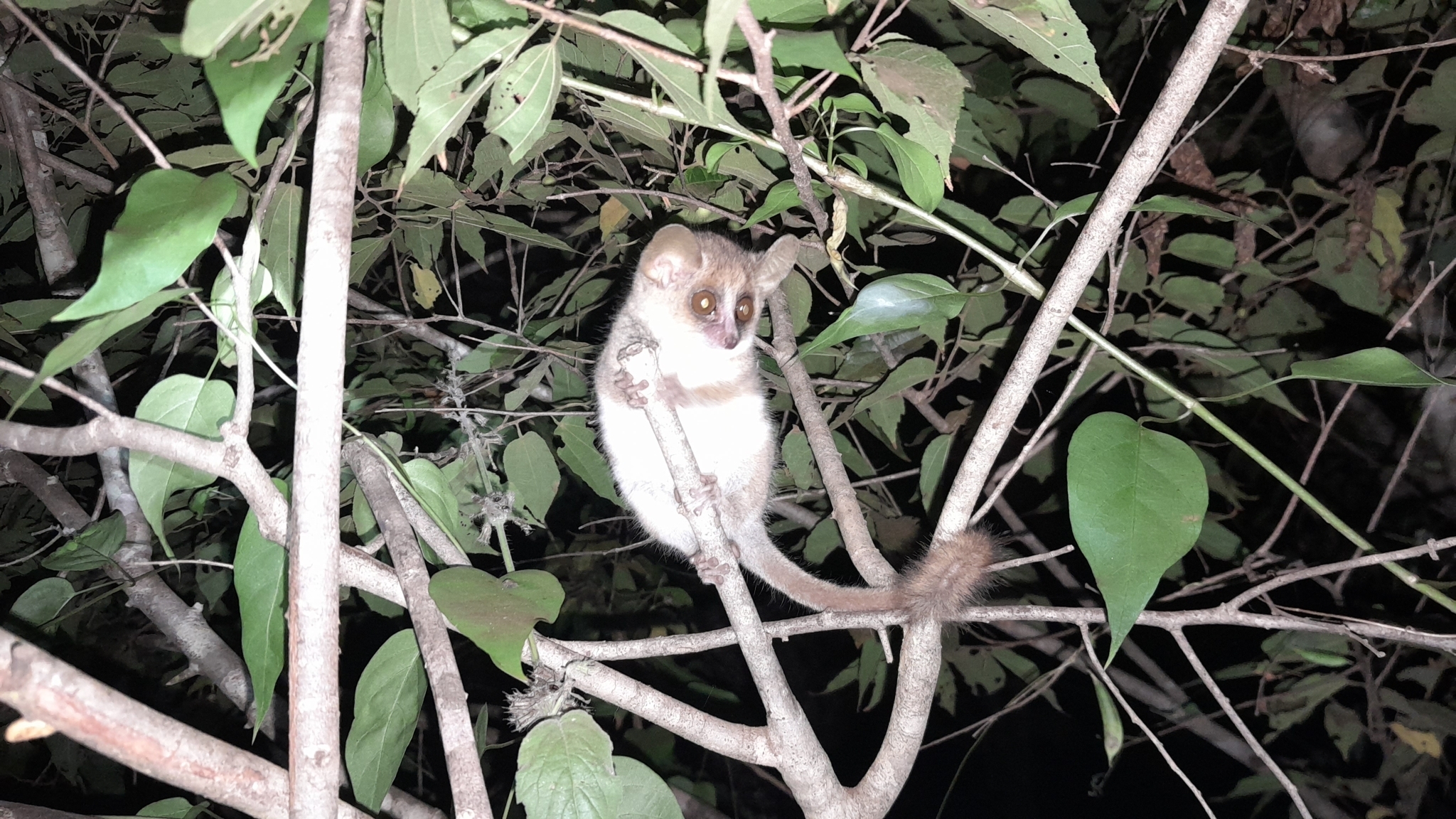 Microcebus murinus (J.F.Miller, 1777)