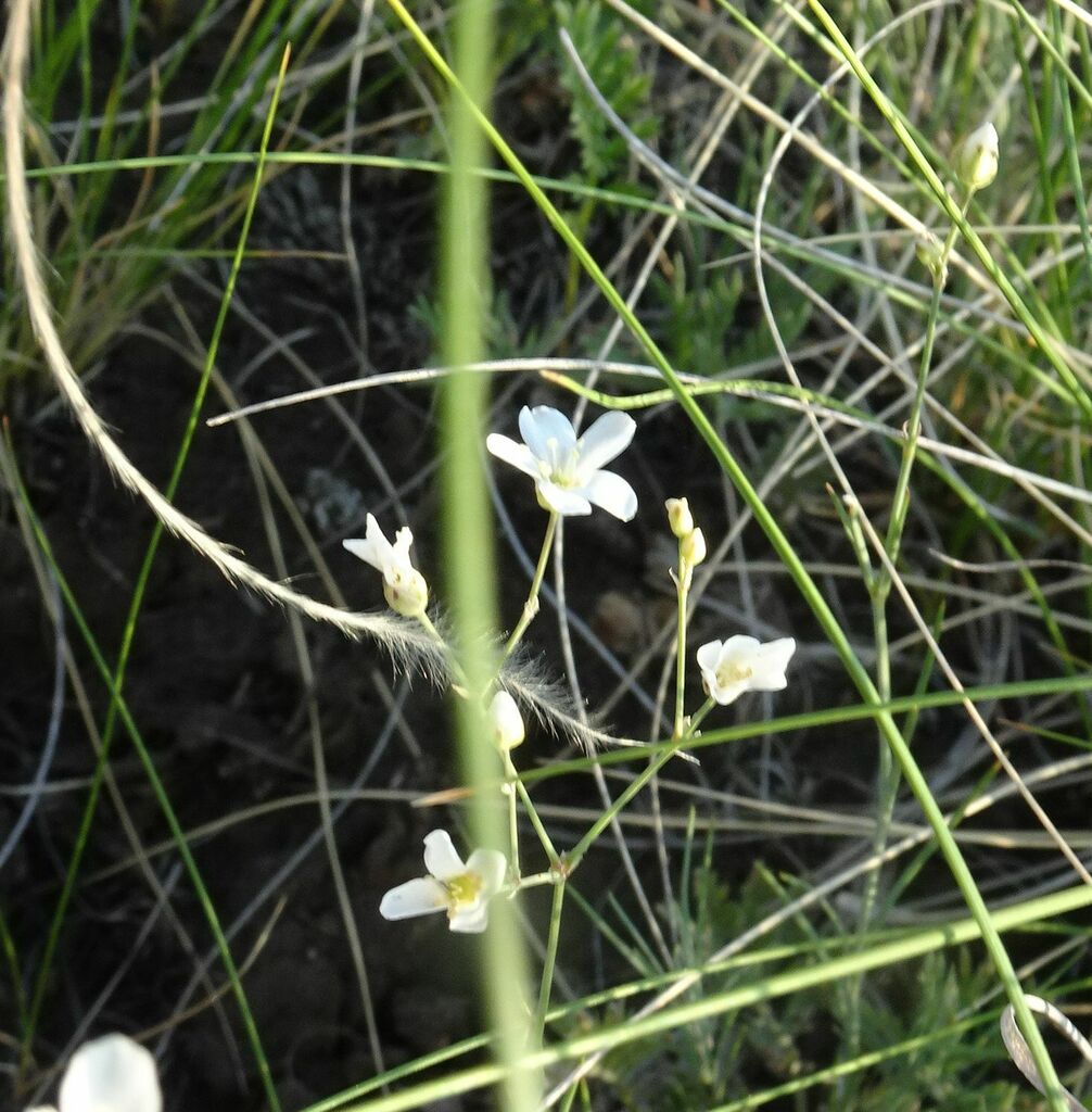 Eremogone from Русско-Полянский р-н, Омская обл., Россия on June 4, 2023 at 03:31 AM by Andrey ...