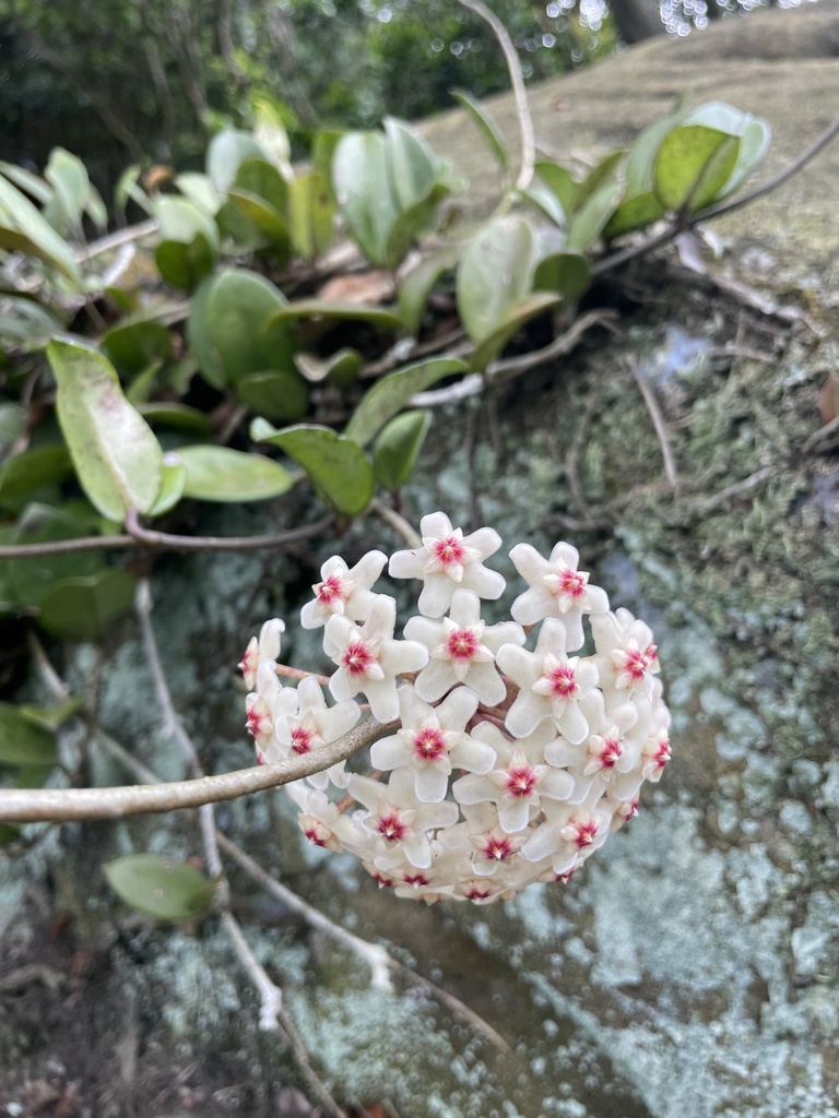 wax plant from 關西鎮, TW on June 06, 2023 at 12:28 PM by Lee Karen ...