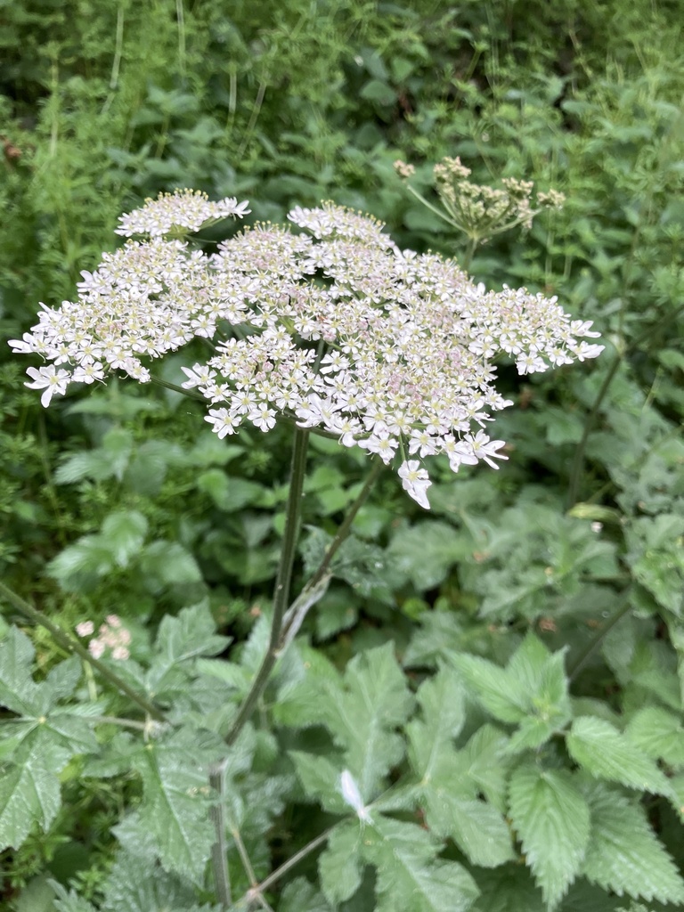 hogweed from Coley Lane, Stafford, England, GB on June 6, 2023 at 10:14 ...