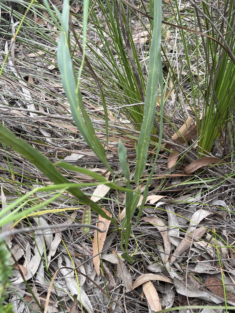 Sword Bossiaea from Naree Budjong Djara National Park, North Stradbroke ...