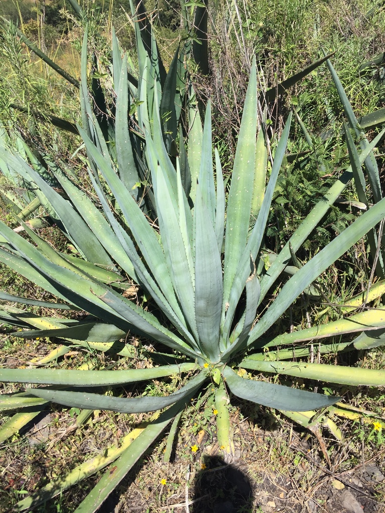 (Agave rhodacantha) - Botanical Realm