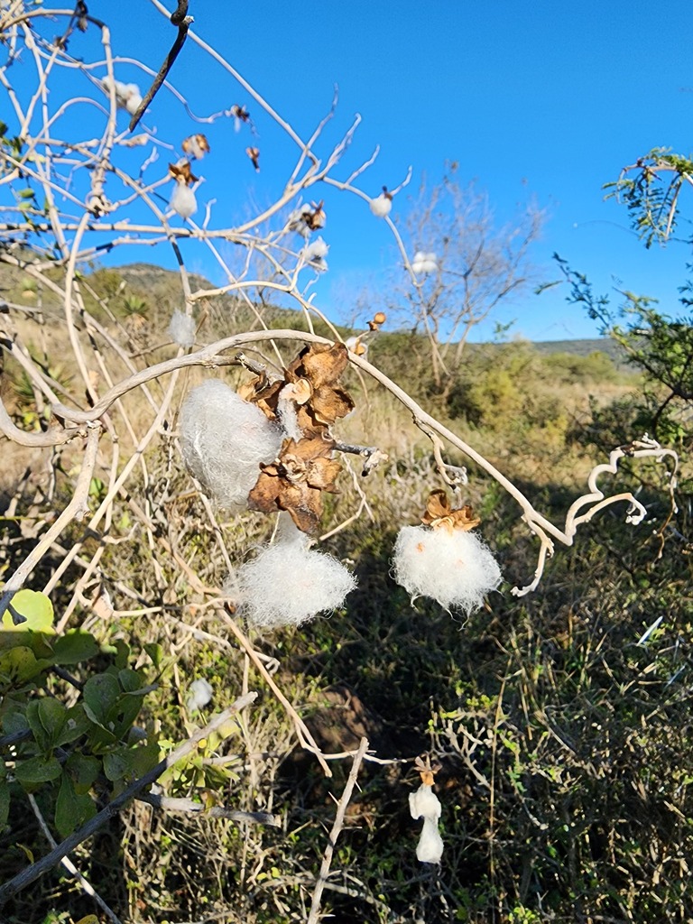 Wild Cotton from Mkhupula, South Africa on June 2, 2023 at 08:36 AM by ...